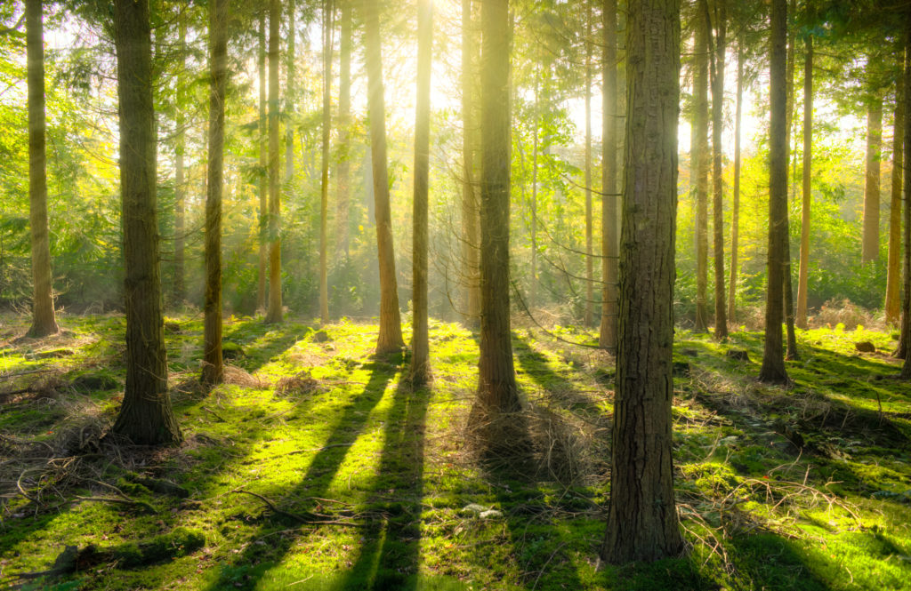 wald_header - mediteo